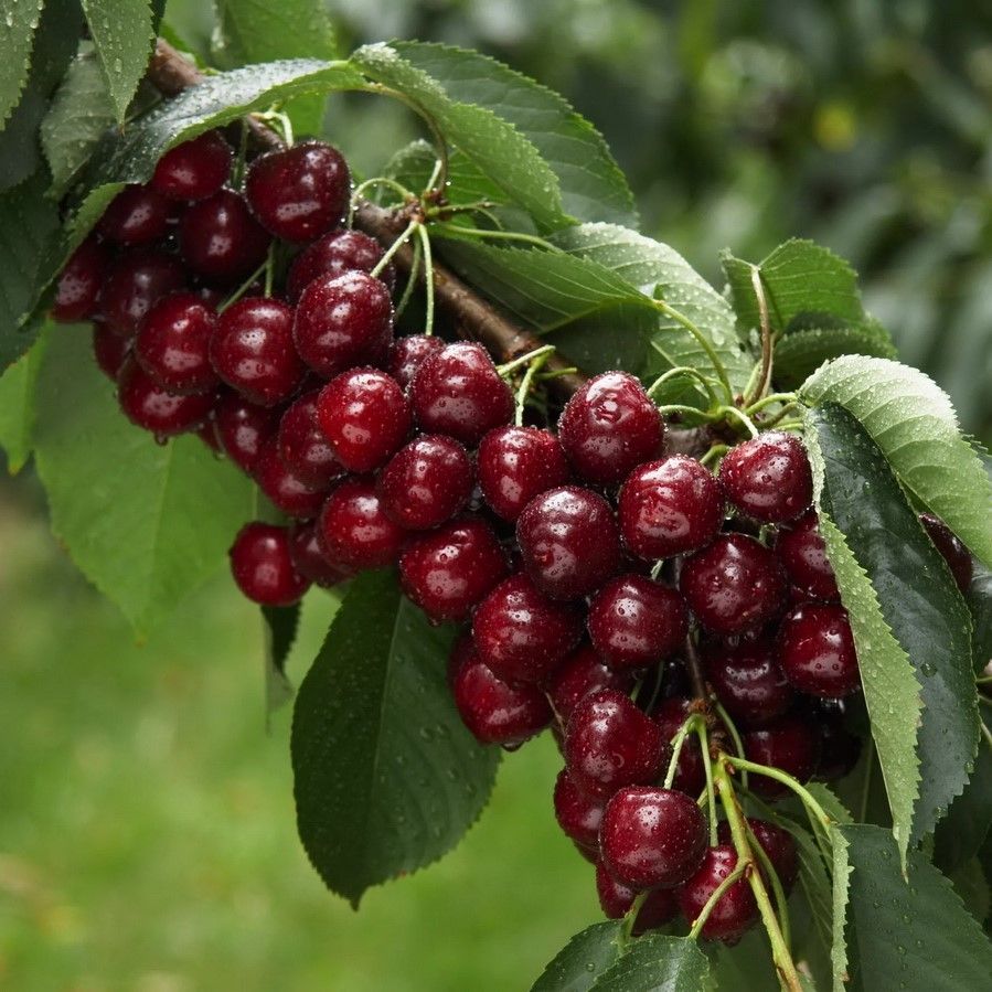 Саженцы черешни от питомника растений «Мастера Сада» в Дмитрове